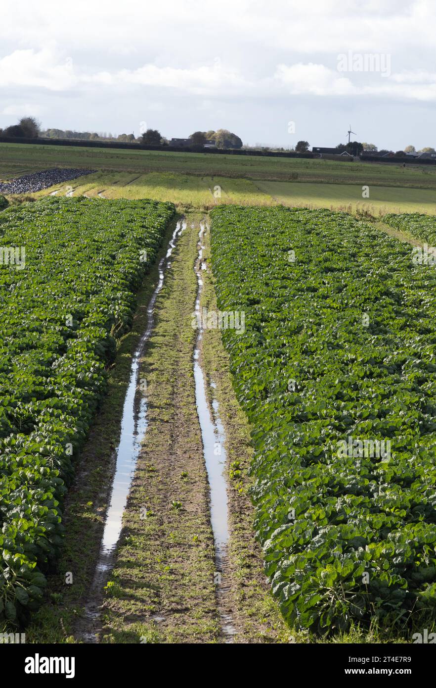 Rain flooded fields at Hesketh Bank between Preston and Southport ...
