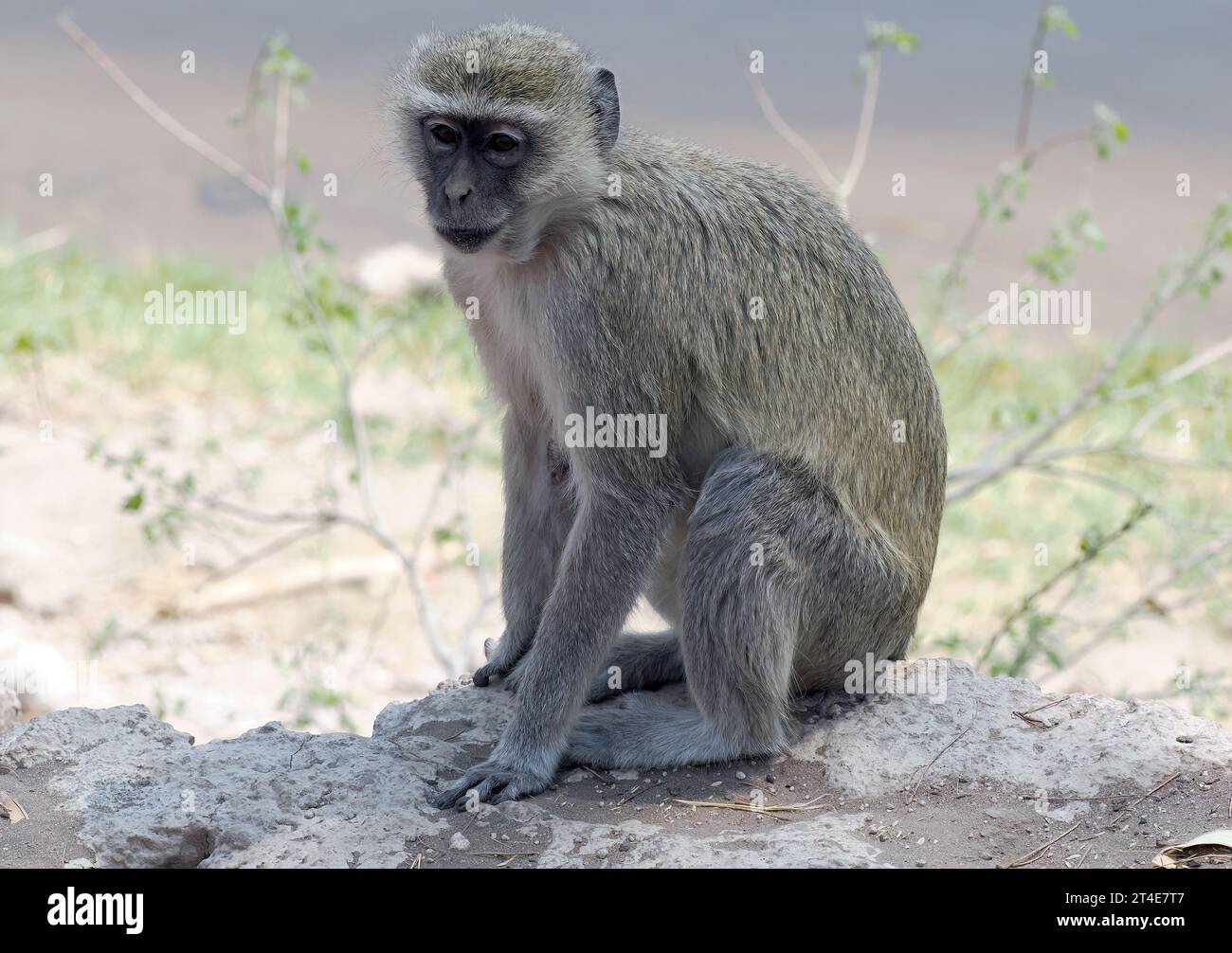 Malbrouck, Malbrouck-Grünmeerkatze, Chlorocebus cynosuros, Malbrouck ...