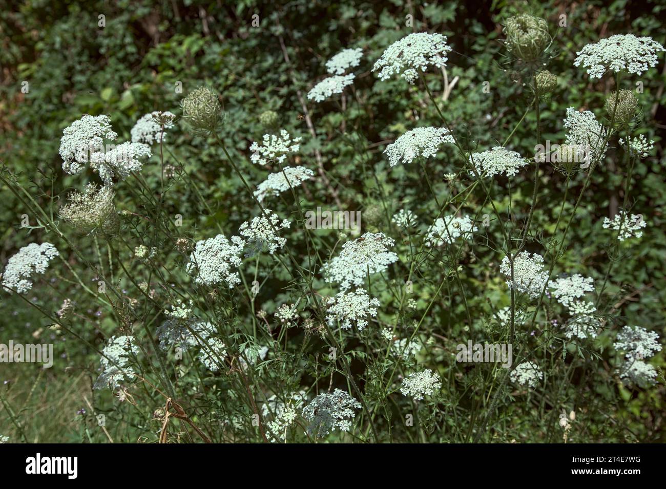 Blooming yarrow in the grass seen up close Stock Photo - Alamy