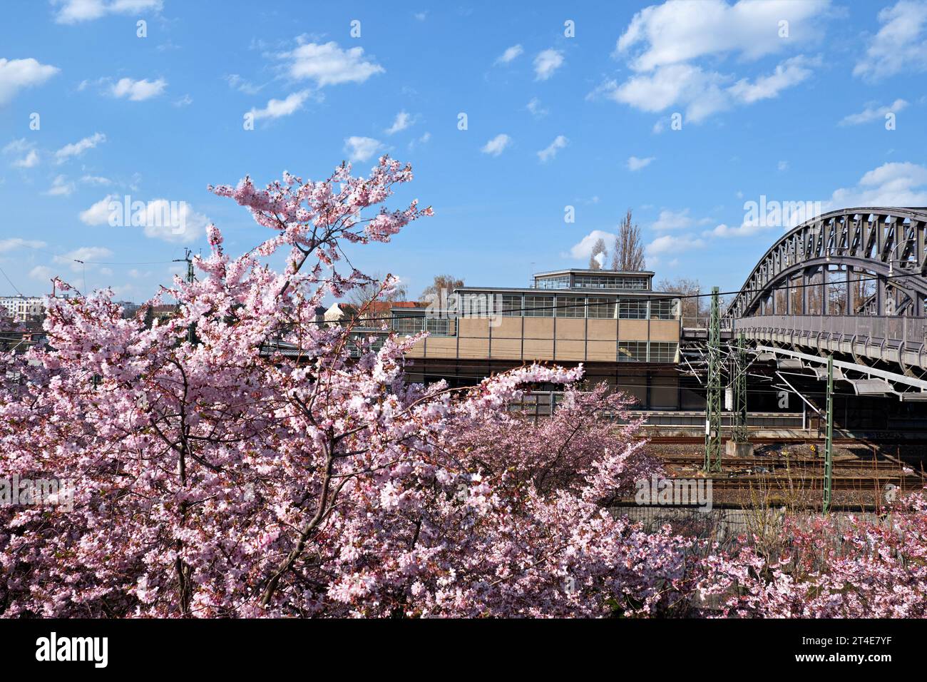 Sakura trees in full bloom in Berlin, Borhholmer Street, the path of a former Berlin Wall Stock ...
