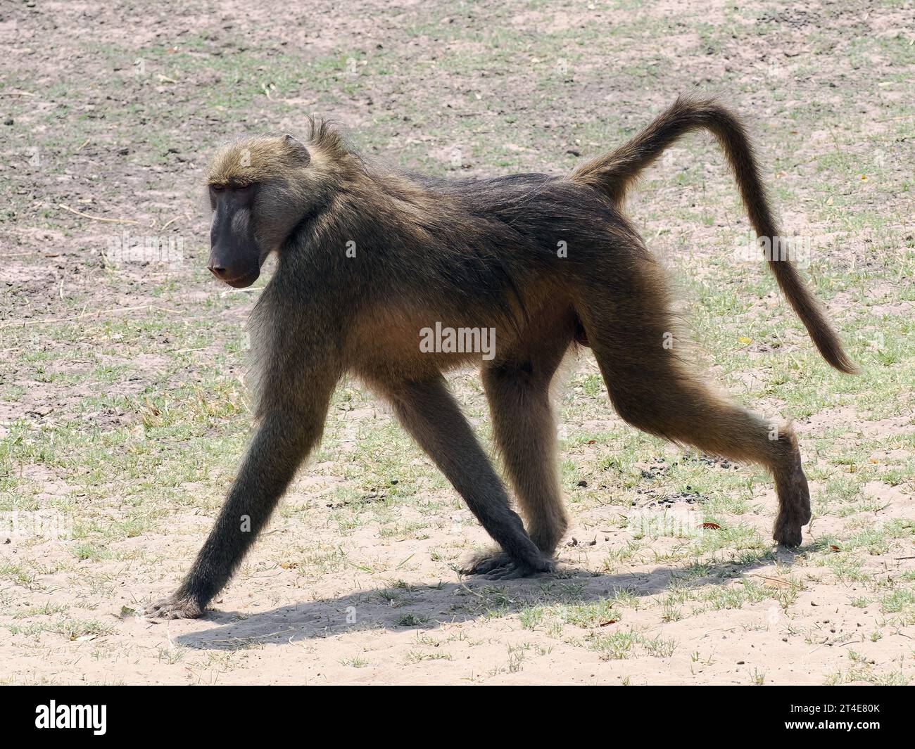 Chacma baboon, Cape baboon, Bärenpavian, Chacma, Papio ursinus ...