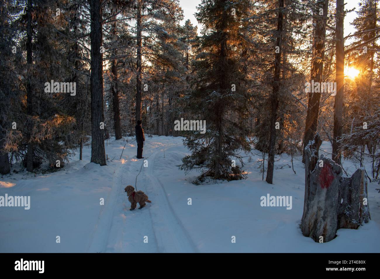 Magical winter landscape. Snow covered trees. Helsinki. Finland ...