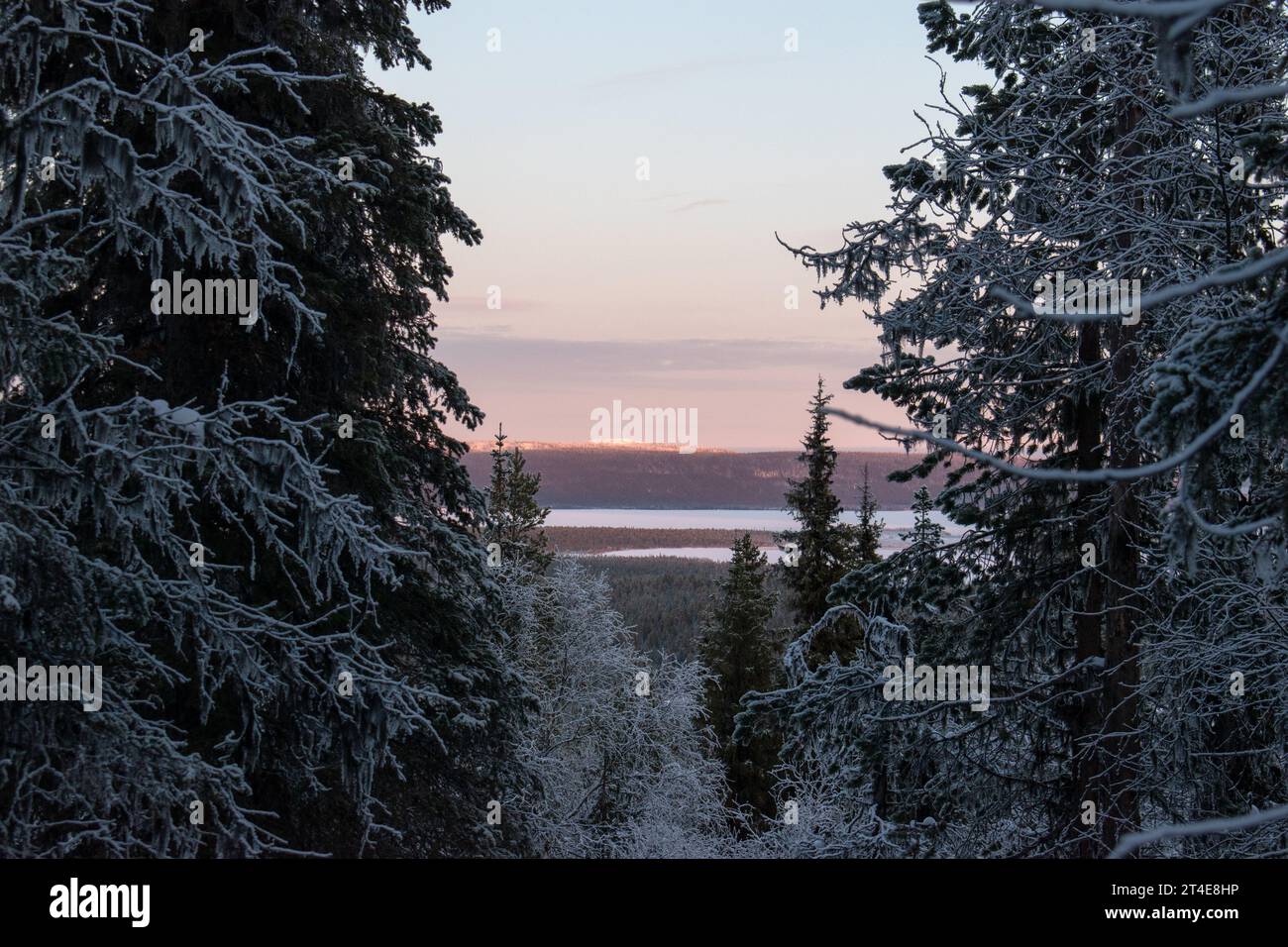 Magical winter landscape. Snow covered trees. Helsinki. Finland ...