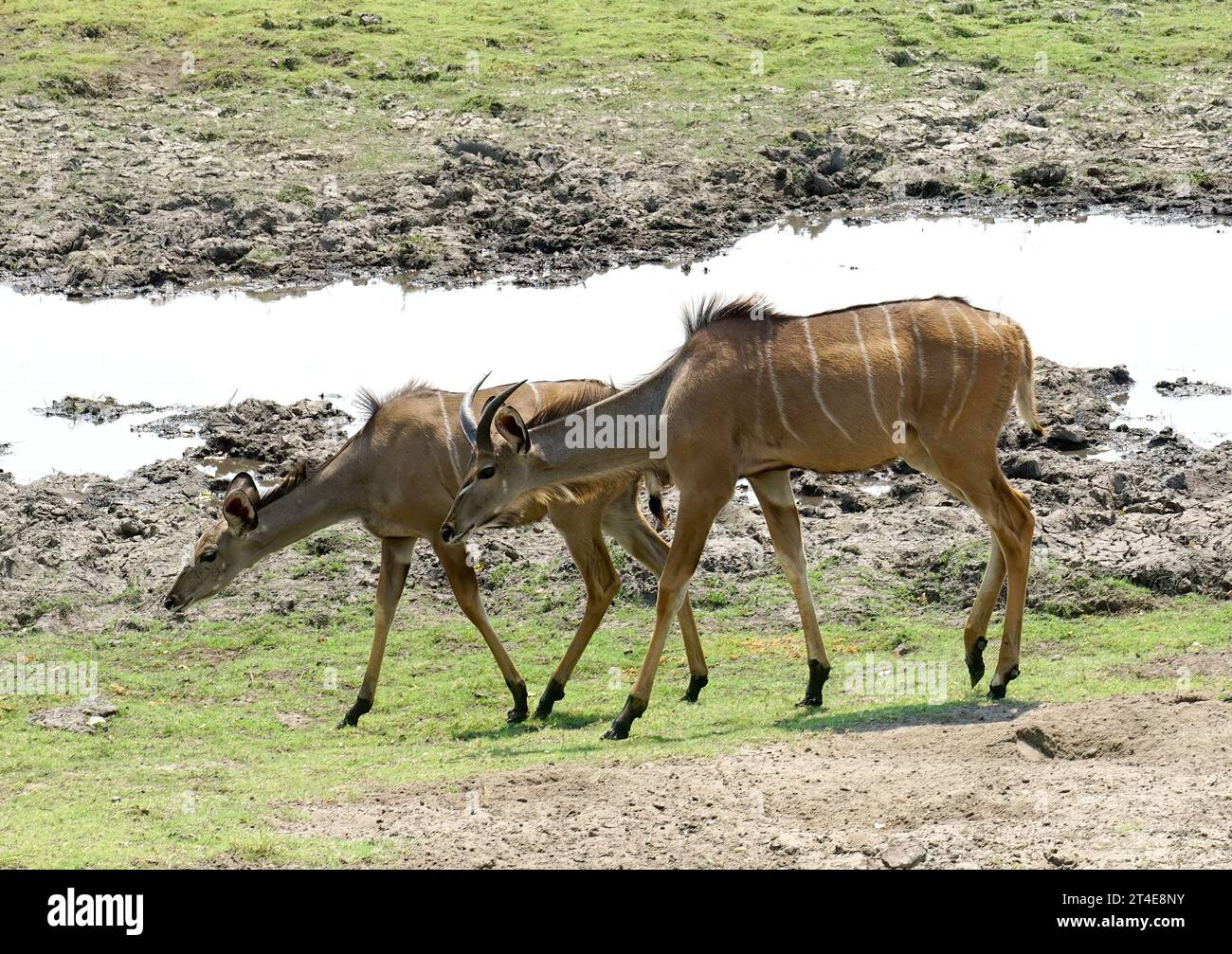 Greater kudu, Grand koudou, Tragelaphus strepsiceros strepsiceros, nagy ...