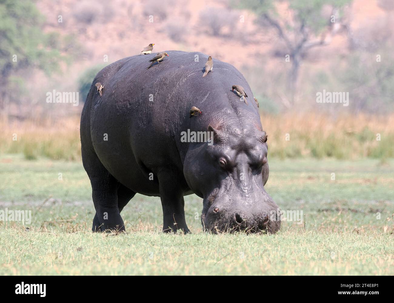 hippo, Flusspferd, Hippopotame amphibie, Hippopotamus amphibius, nílusi ...
