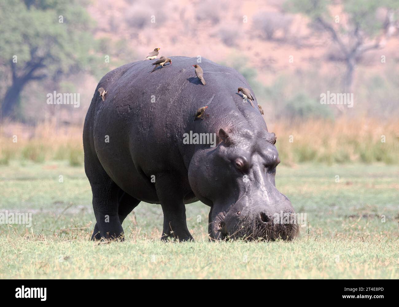 hippo, Flusspferd, Hippopotame amphibie, Hippopotamus amphibius, nílusi ...