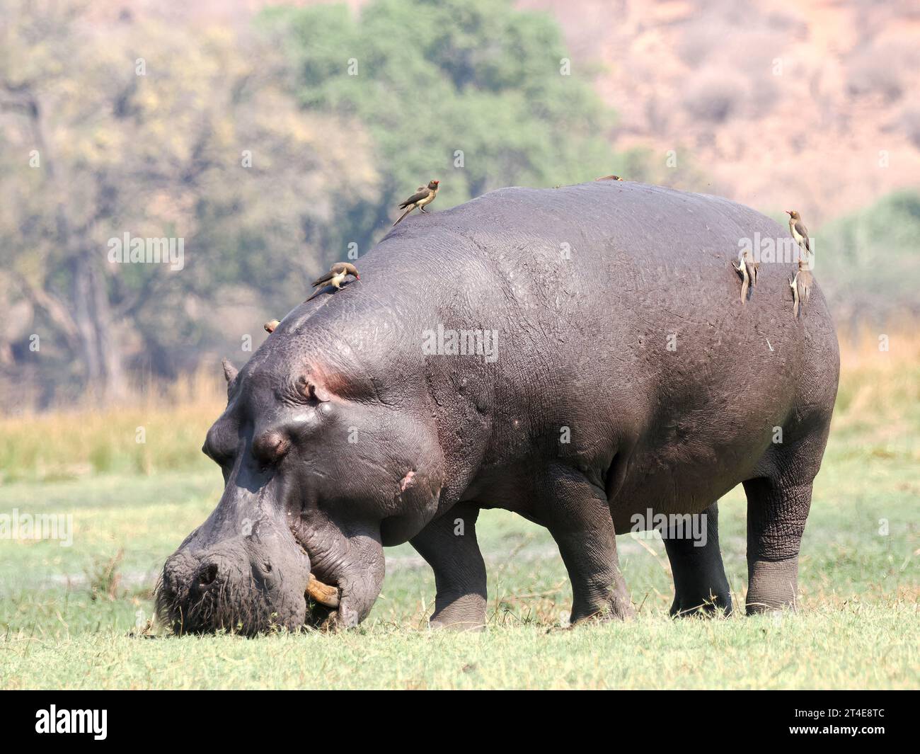 hippo, Flusspferd, Hippopotame amphibie, Hippopotamus amphibius, nílusi ...
