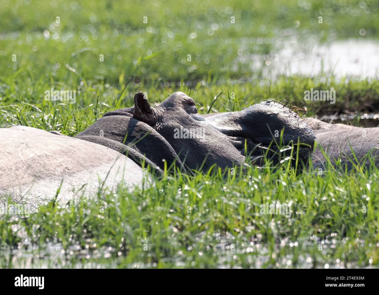 hippo, Flusspferd, Hippopotame amphibie, Hippopotamus amphibius, nílusi ...