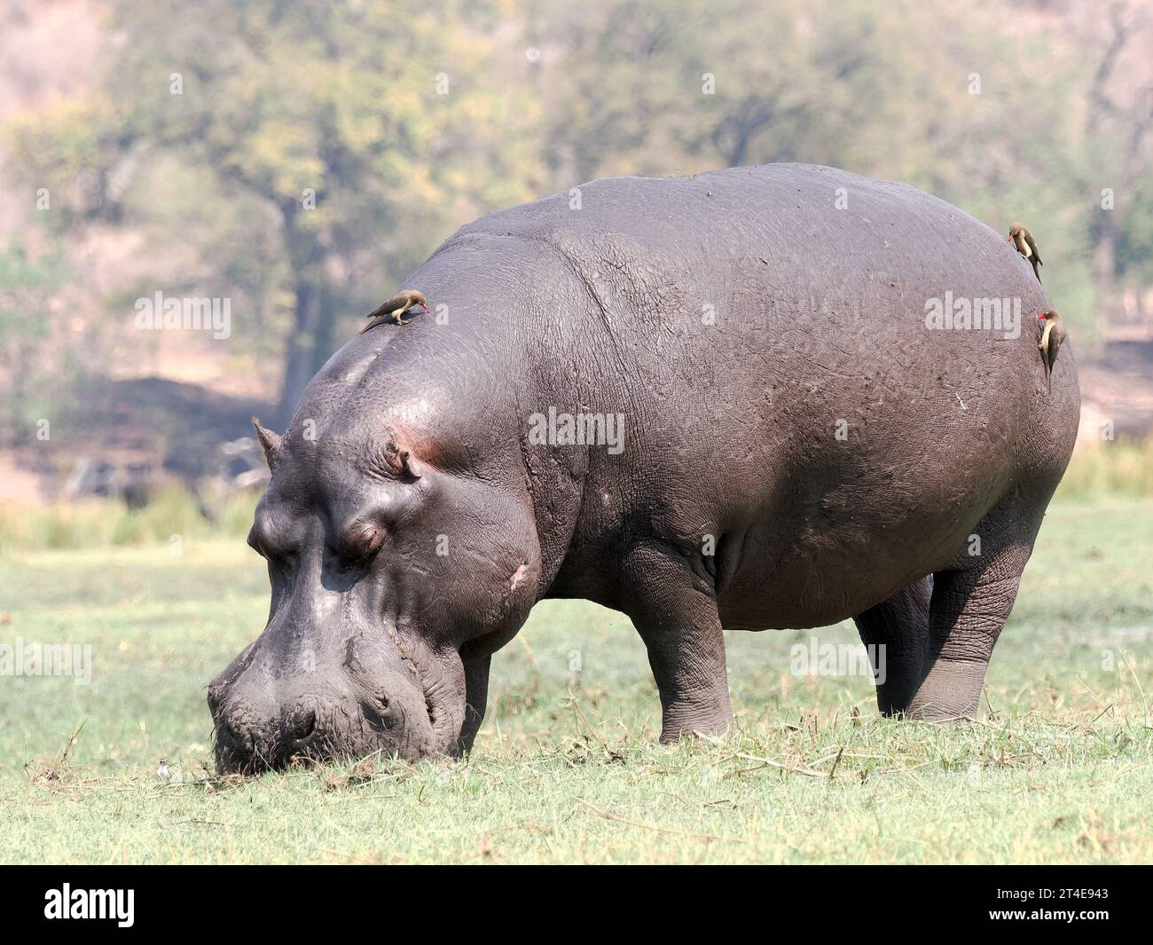 hippo, Flusspferd, Hippopotame amphibie, Hippopotamus amphibius, nílusi ...
