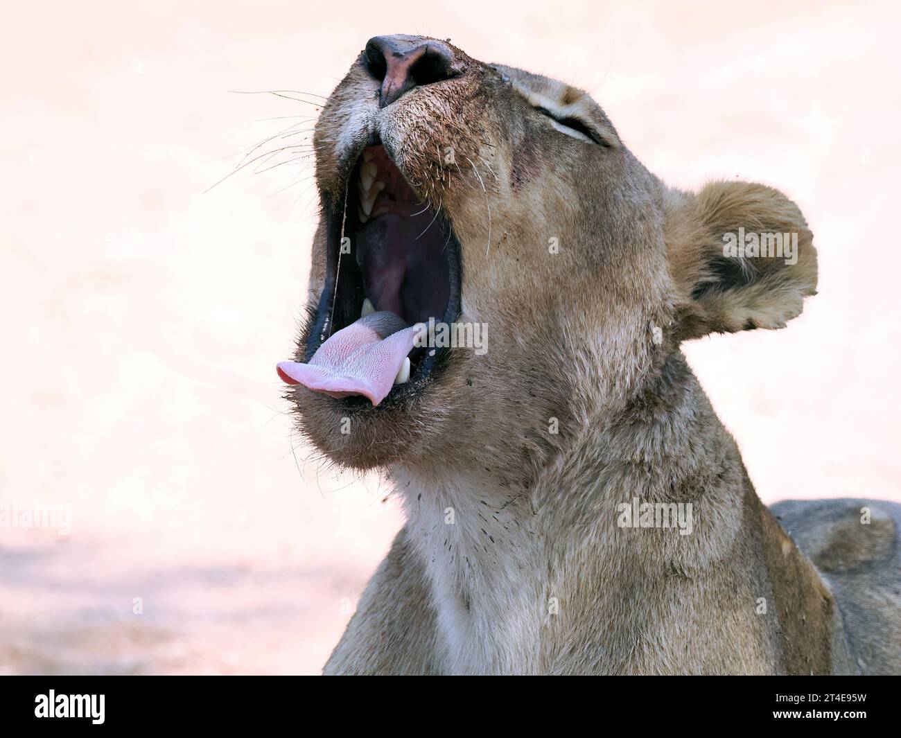 Southern lion, Southern African lion, East-Southern African lion, Löwe ...