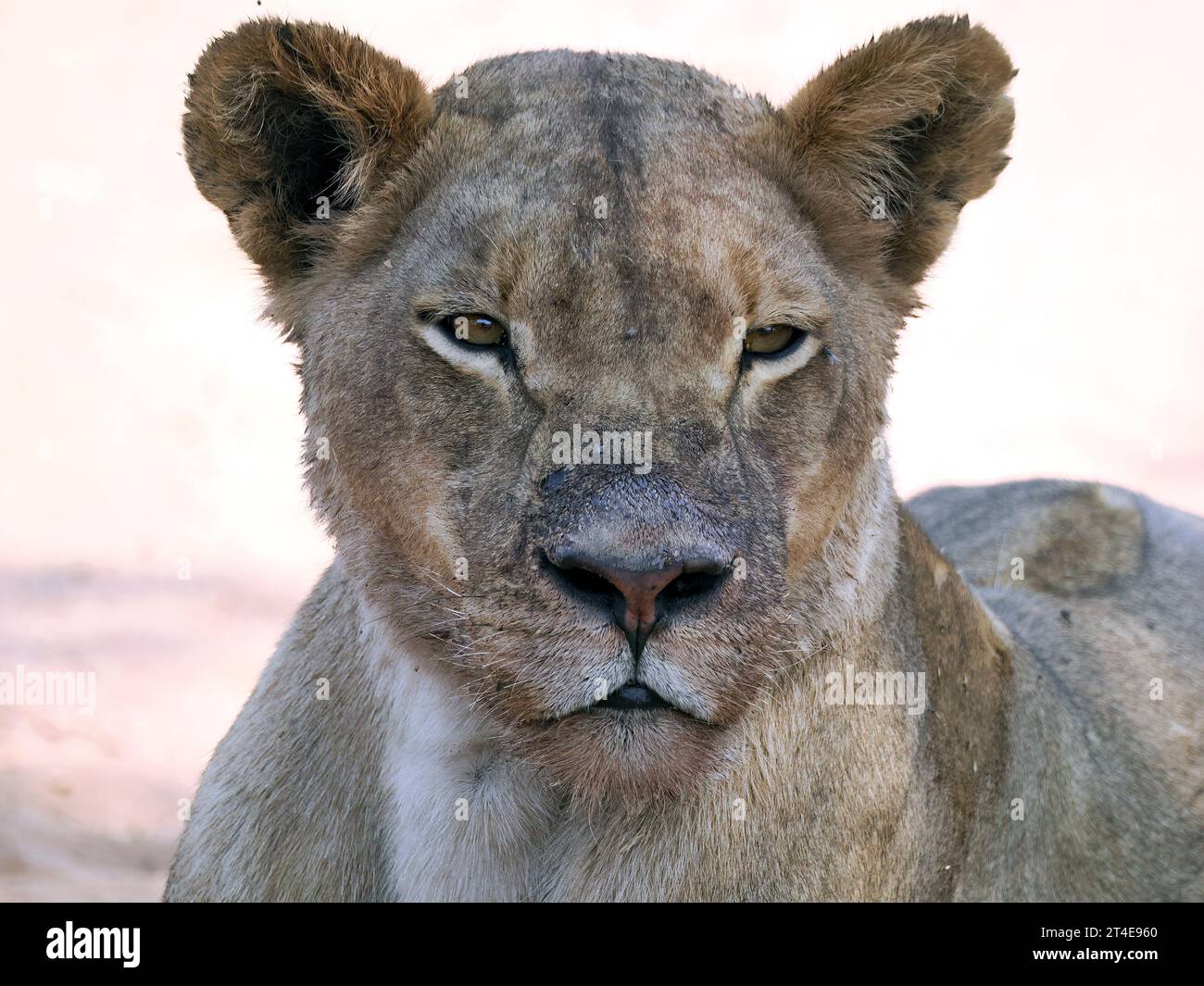 Southern lion, Southern African lion, East-Southern African lion, Löwe ...