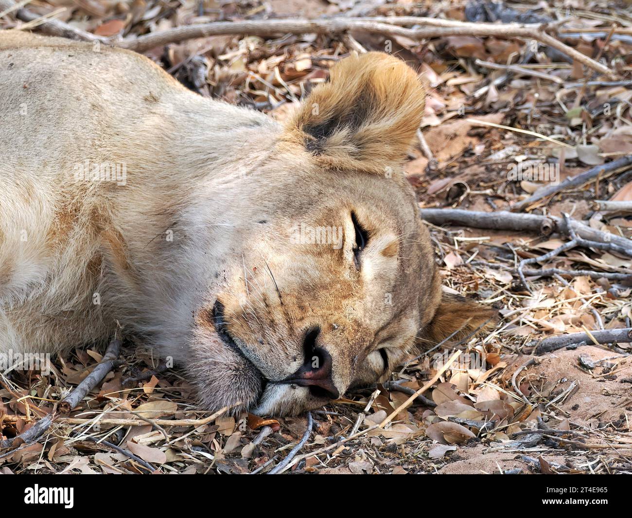 Southern lion, Southern African lion, East-Southern African lion, Löwe ...