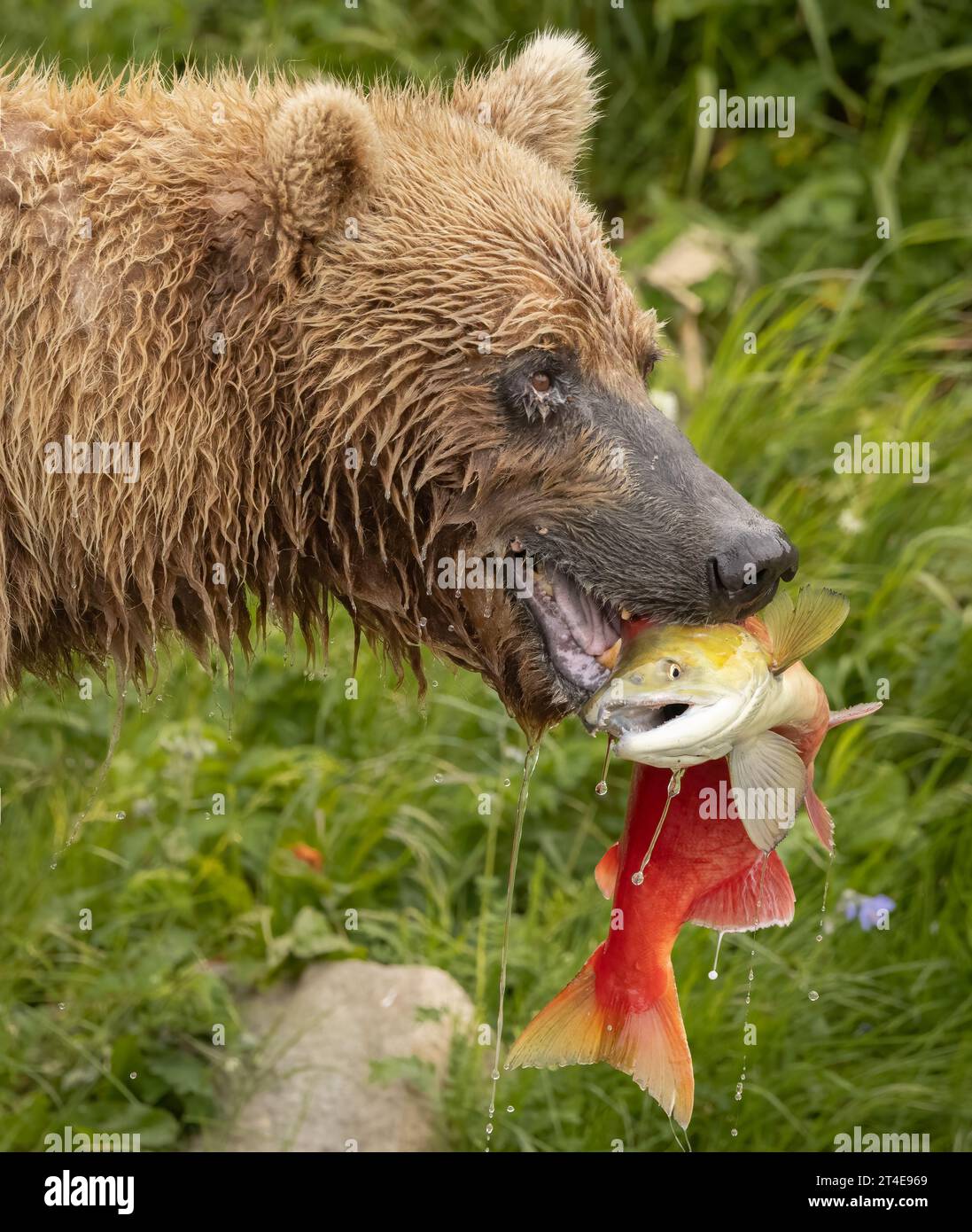 Brown or Grizzly Bear During the Sockeye Salmon Run in Katmai, Alaksa ...