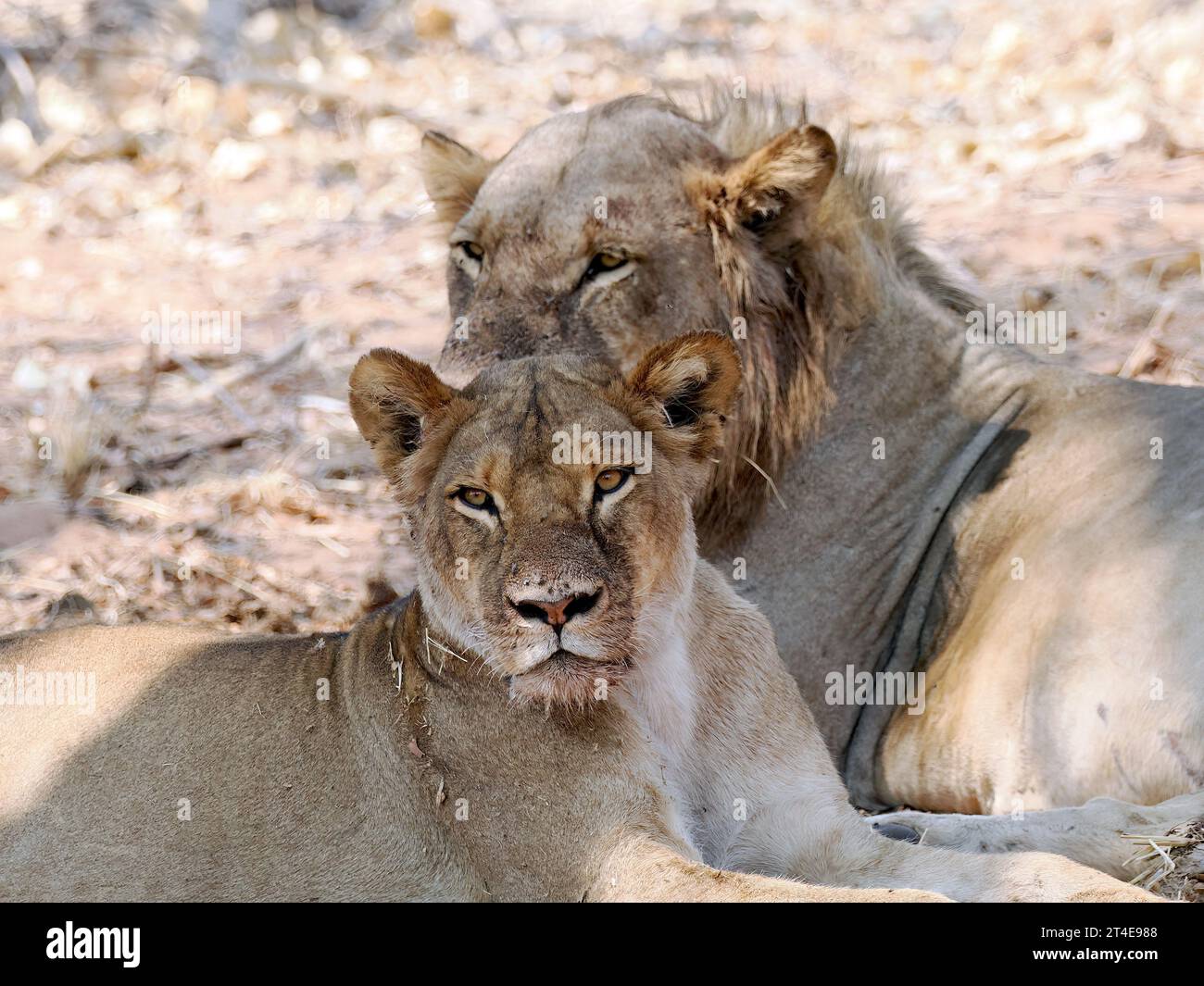 Southern lion, Southern African lion, East-Southern African lion, Löwe ...