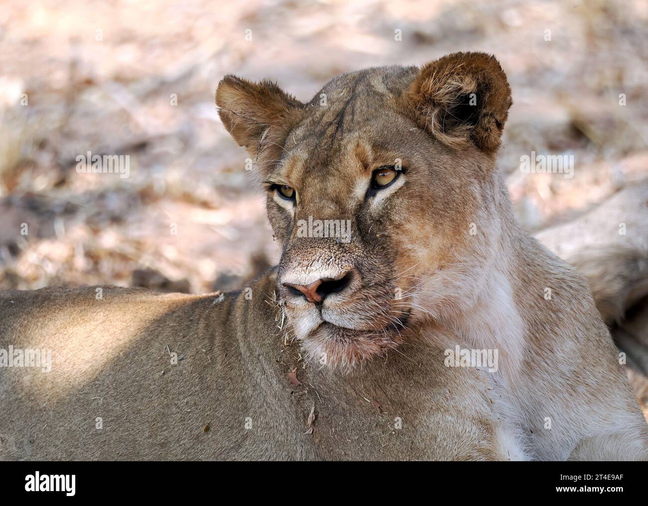 Southern lion, Southern African lion, East-Southern African lion, Löwe ...