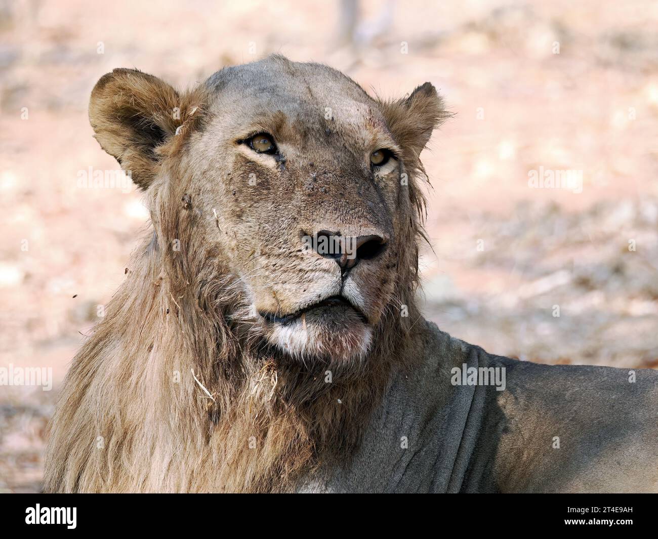 Southern lion, Southern African lion, East-Southern African lion, Löwe ...