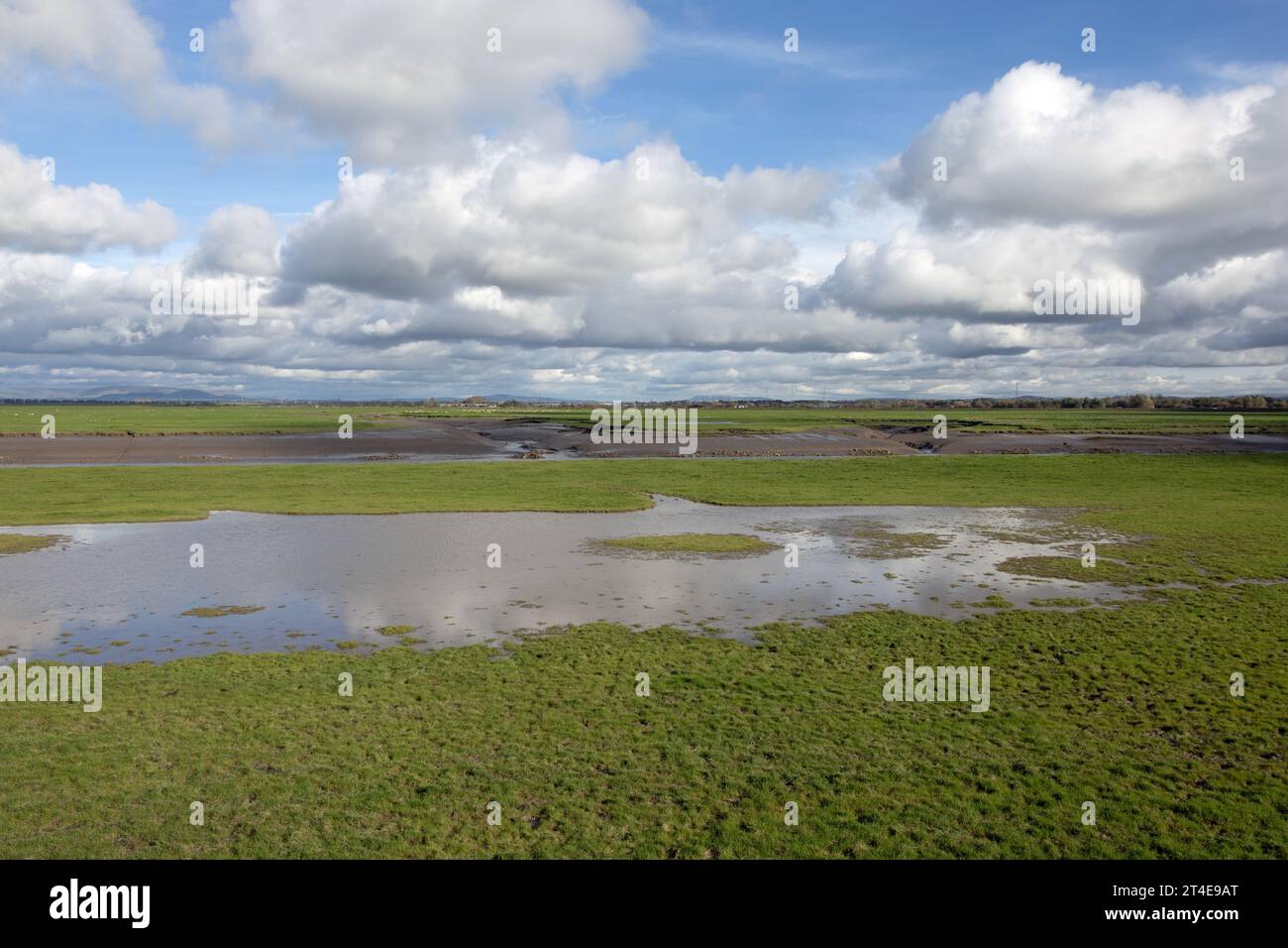 Waterlogged field and marsh on the banks of the River Douglas at Hesketh Bank Lancashire England ...