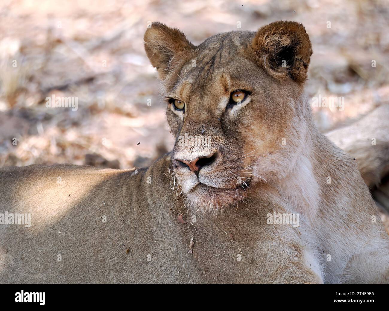 Southern lion, Southern African lion, East-Southern African lion, Löwe ...