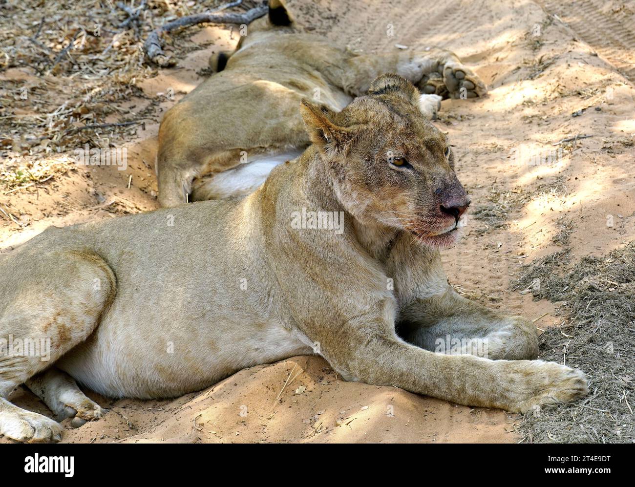 Southern lion, Southern African lion, East-Southern African lion, Löwe ...