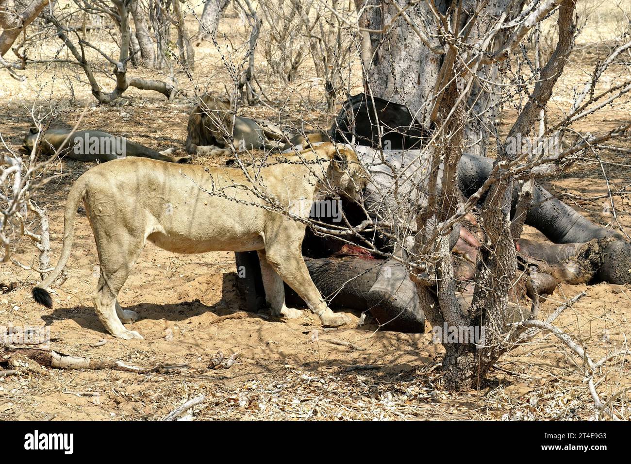 Southern lion, Southern African lion, East-Southern African lion, Löwe ...