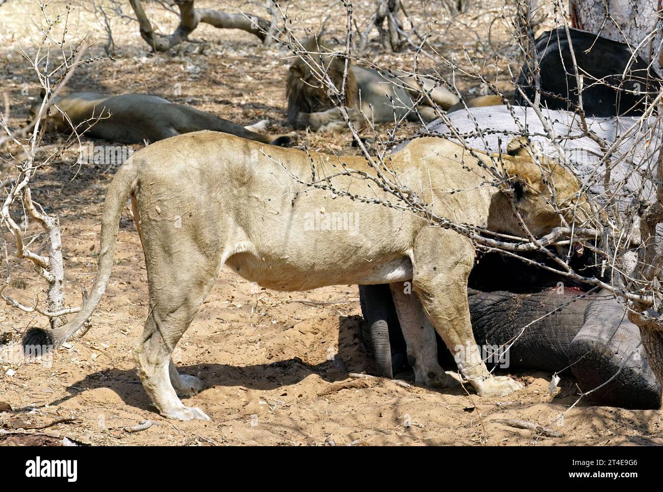 Southern lion, Southern African lion, East-Southern African lion, Löwe ...