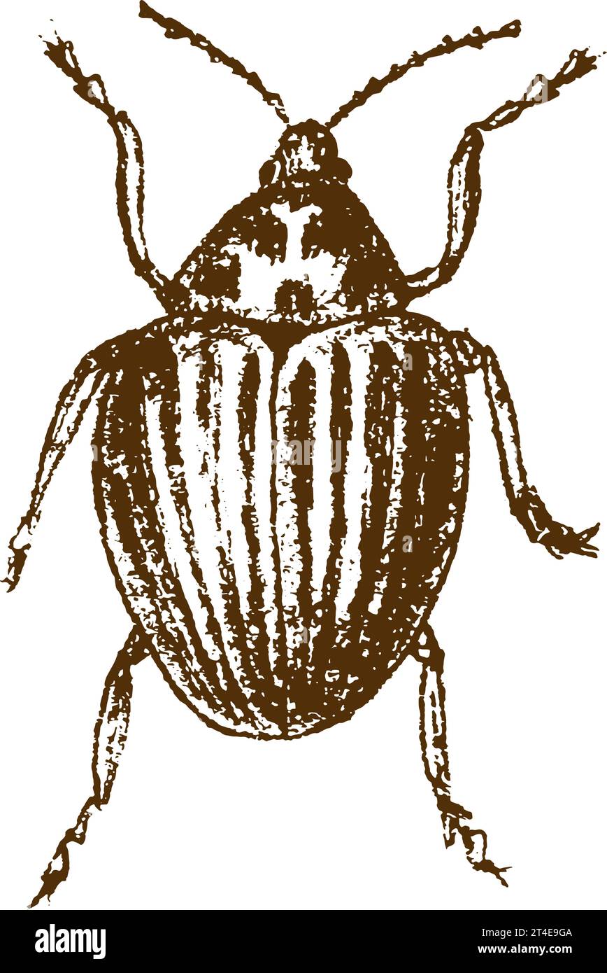 Bug. Vector hand drawn sketch illustration. Sloppy doodle grunge style ...