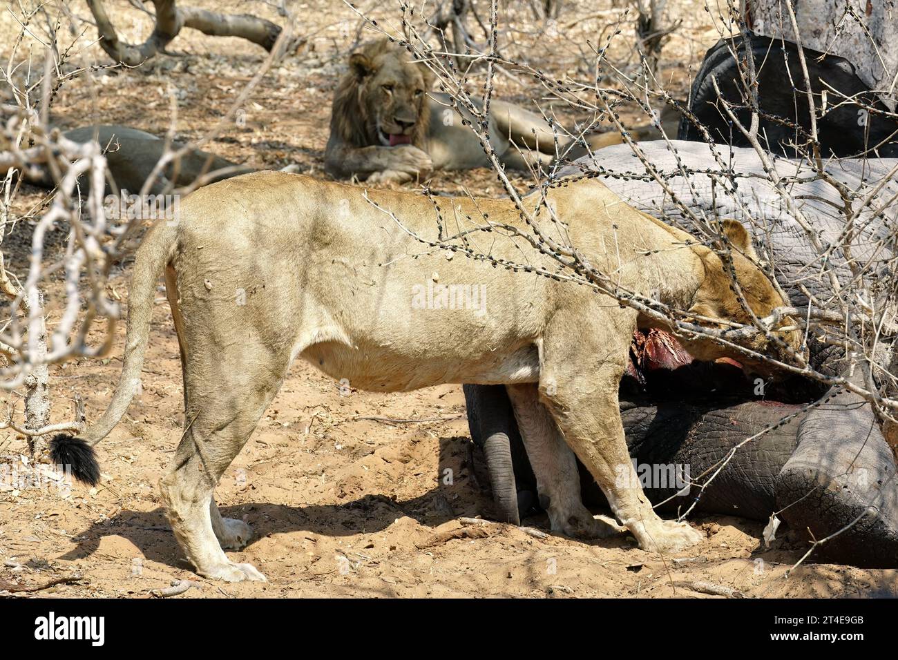 Southern lion, Southern African lion, East-Southern African lion, Löwe ...