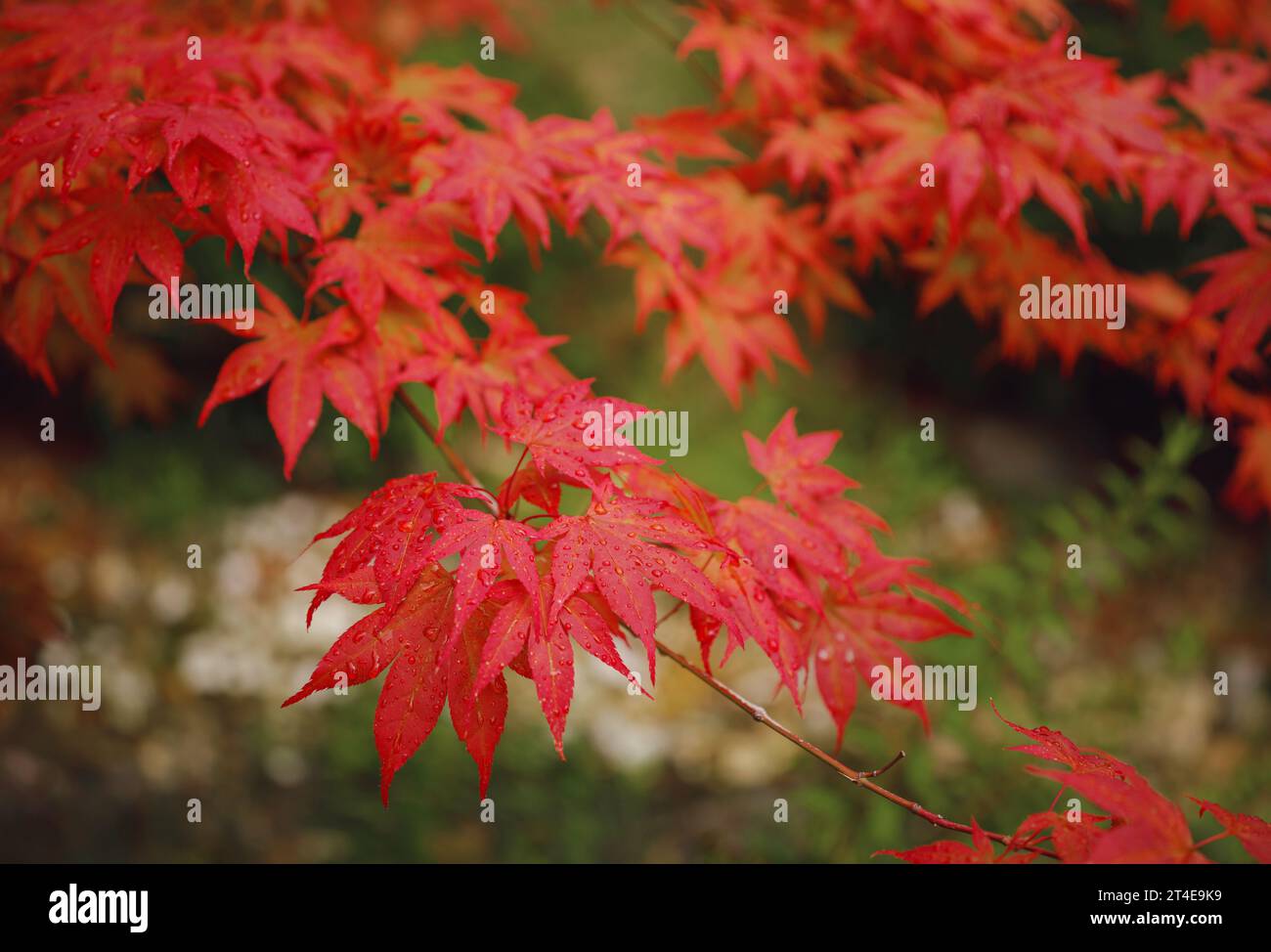 Beautiful autumn leaves that turned red in autumn in Japan. Japanese ...