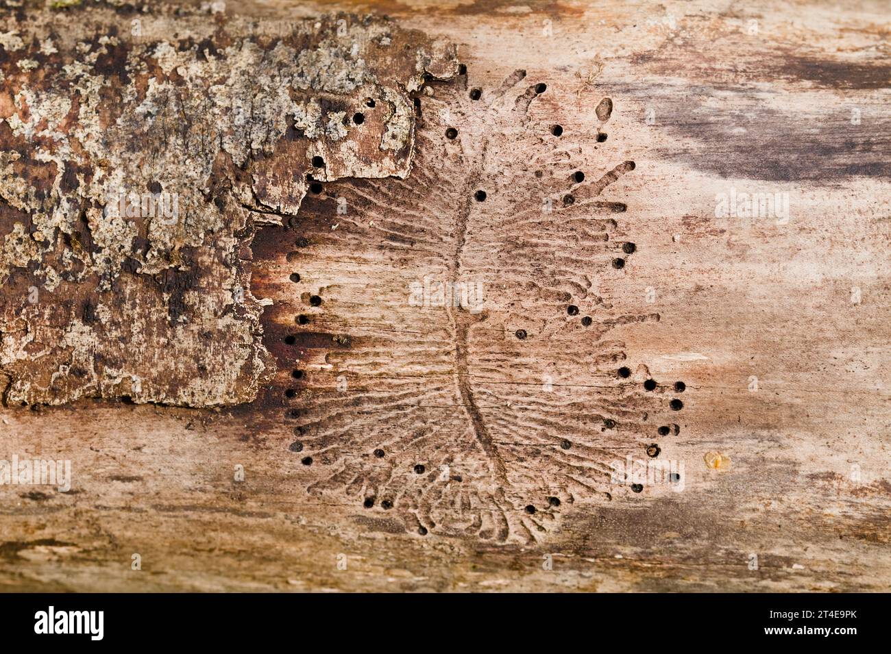 Marks, Holes And Tunnels Made By Bark Beetles, Ips Engraver Beetles On ...