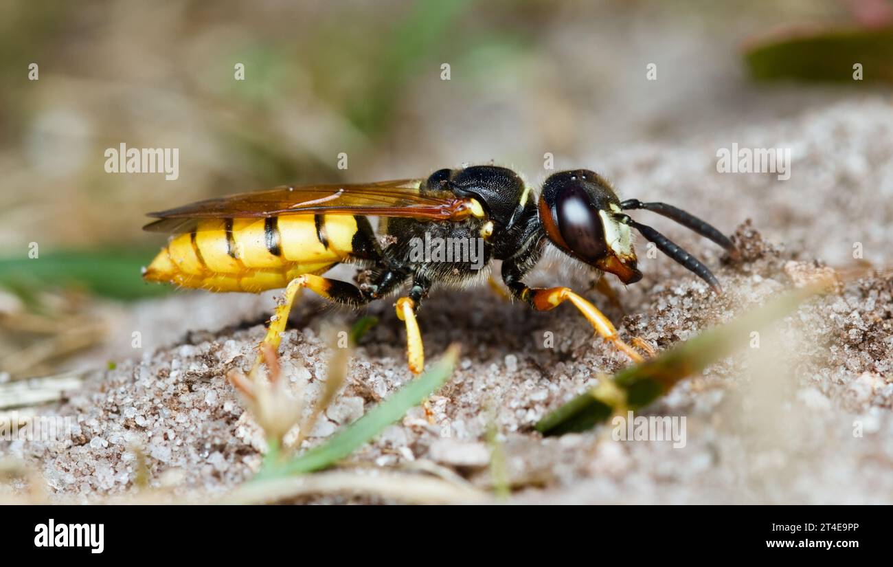 Female Bee Wolf, Philanthus triangulum, Excavating, Digging A Nest ...
