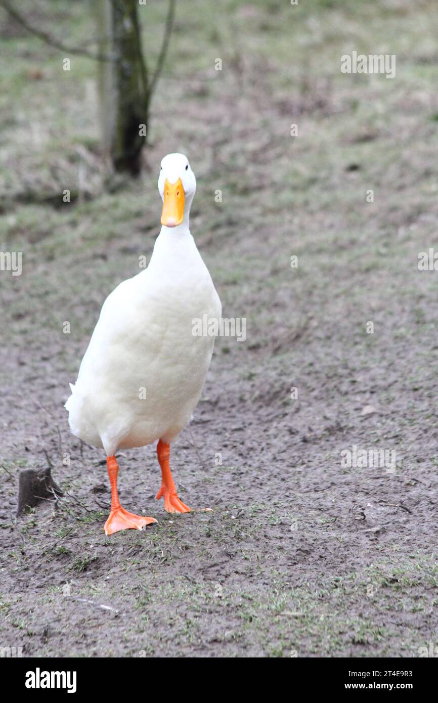 The running duck or Indian runner, also known as bottle duck, is a duck ...