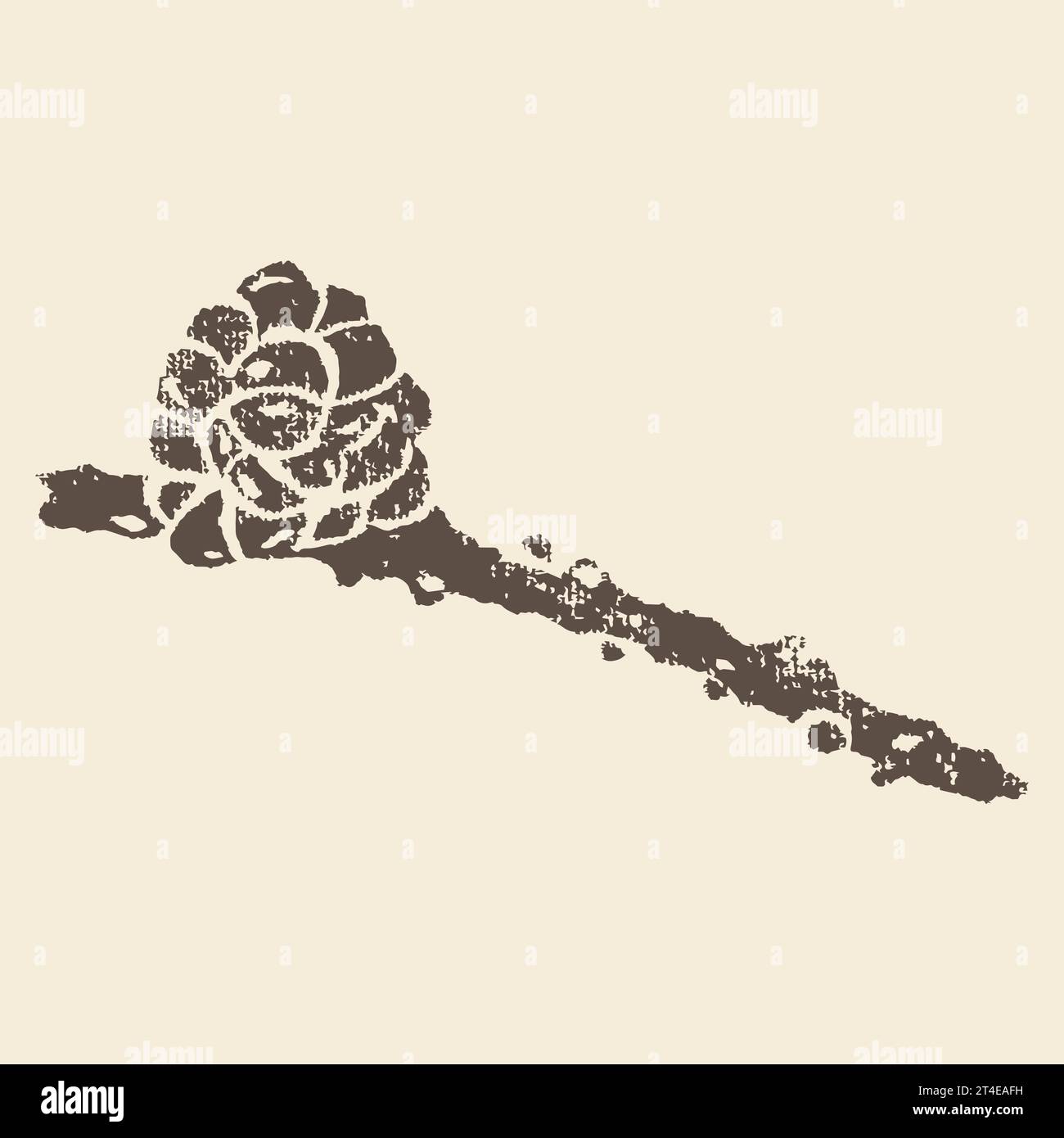 Larch elements for design. Larix decidua branch, cone. Hand drawn ...