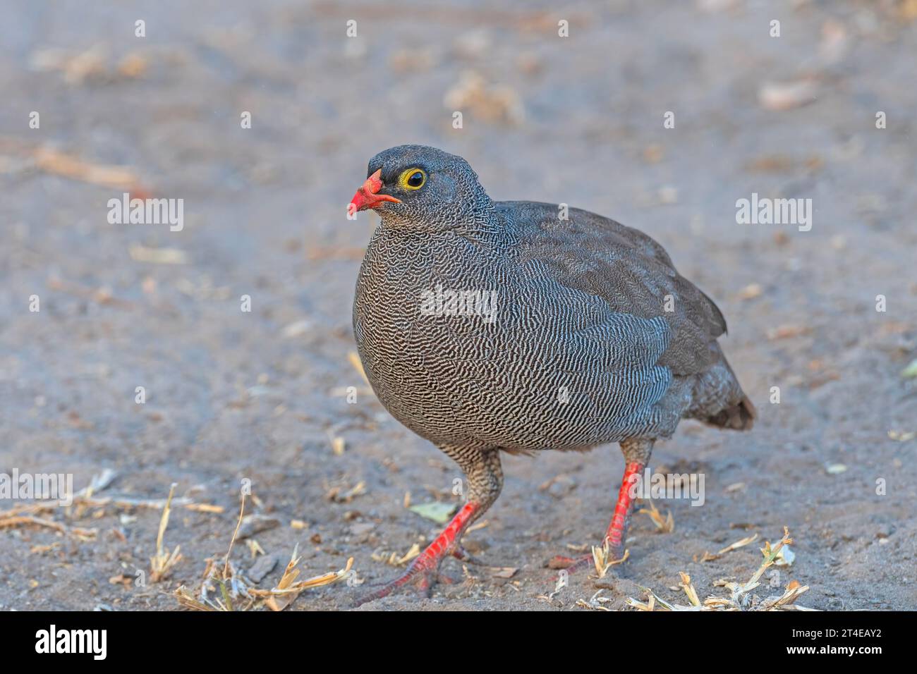 A Red billed spurfowl Searching For Food in Chobe National Park in ...