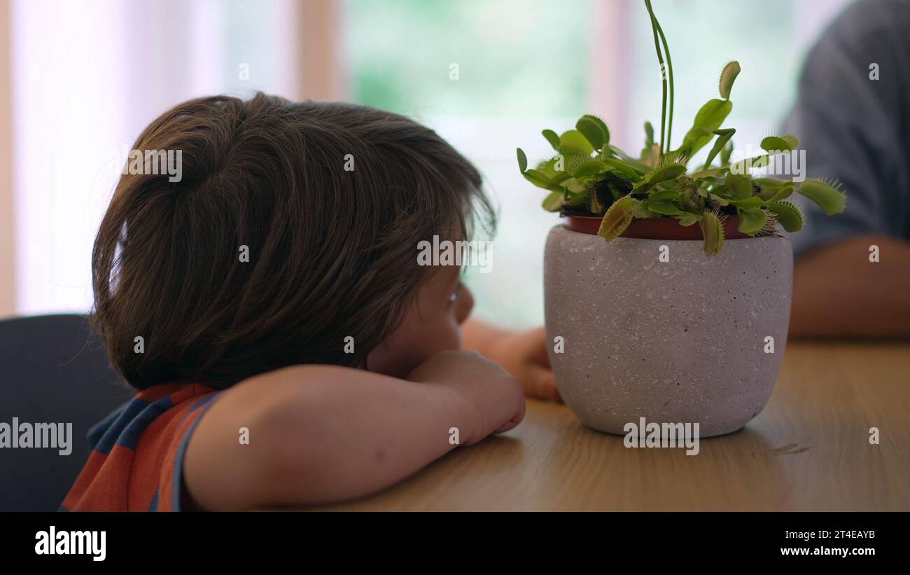 Curious child marveling at carnivorous flora, young boy gently ...