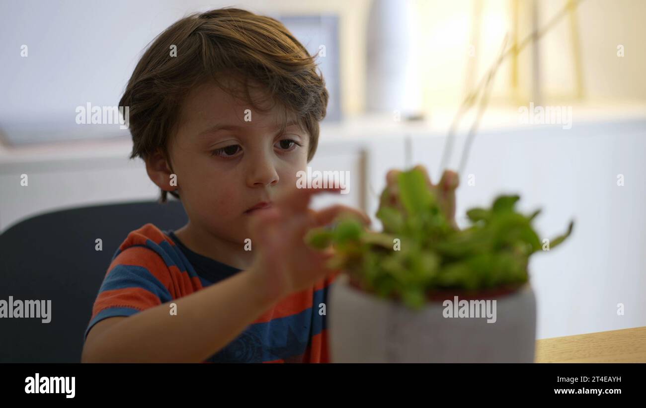 Child observing carnivorous plant. One small boy touching exotic ...