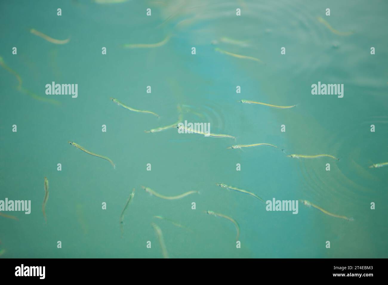 Small sandeel fishes in sea water. Sea food. Fishing Stock Photo - Alamy