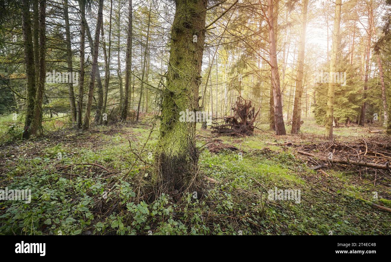 Photo forest hi-res stock photography and images - Alamy