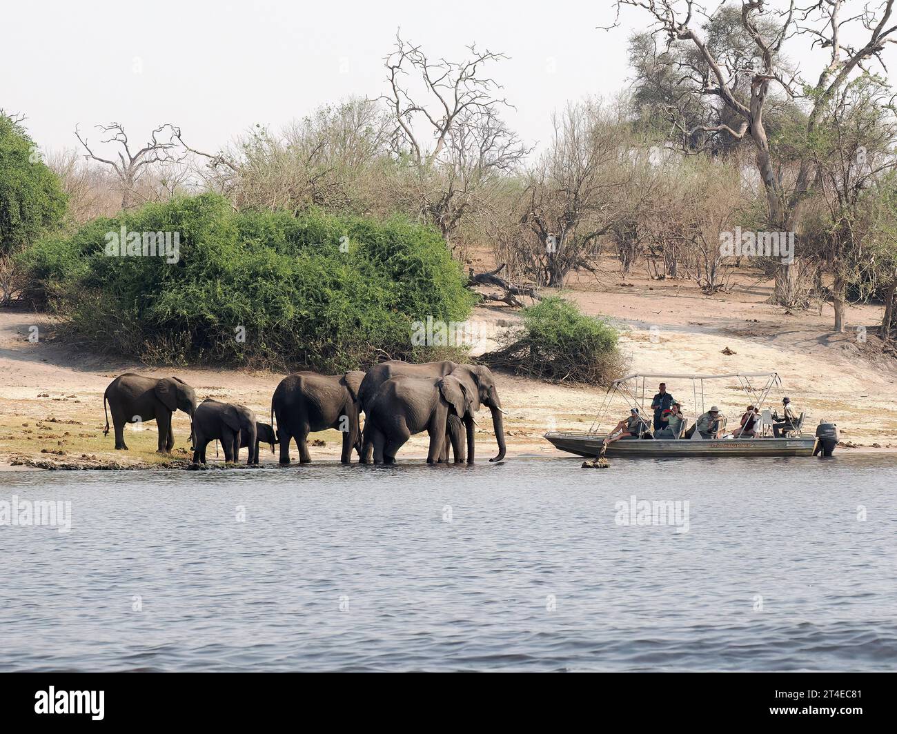 African elephants (Loxodonta africana), Chobe River, Cuando River ...