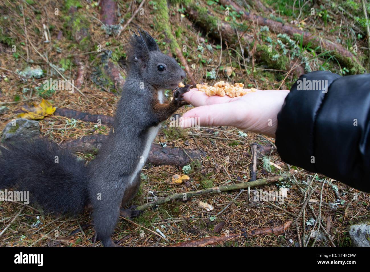 Hand-feeding squirrels at Bad Gastein, Austria Stock Photo - Alamy