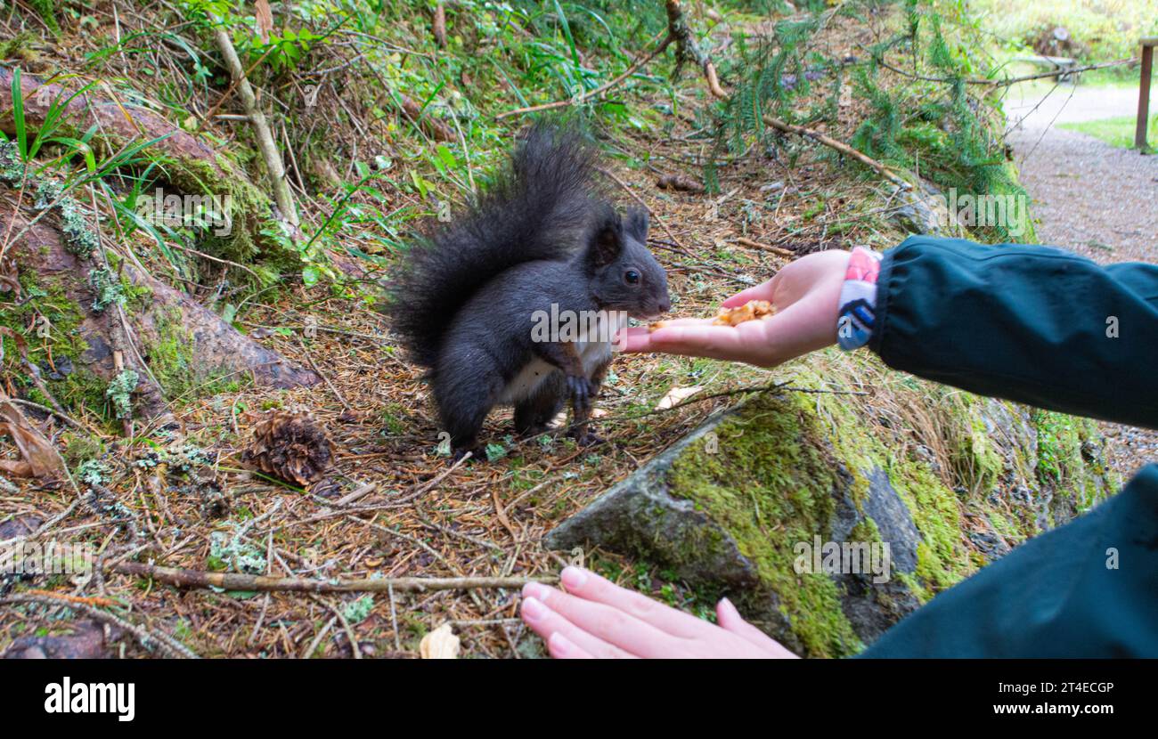 Hand-feeding squirrels at Bad Gastein, Austria Stock Photo - Alamy
