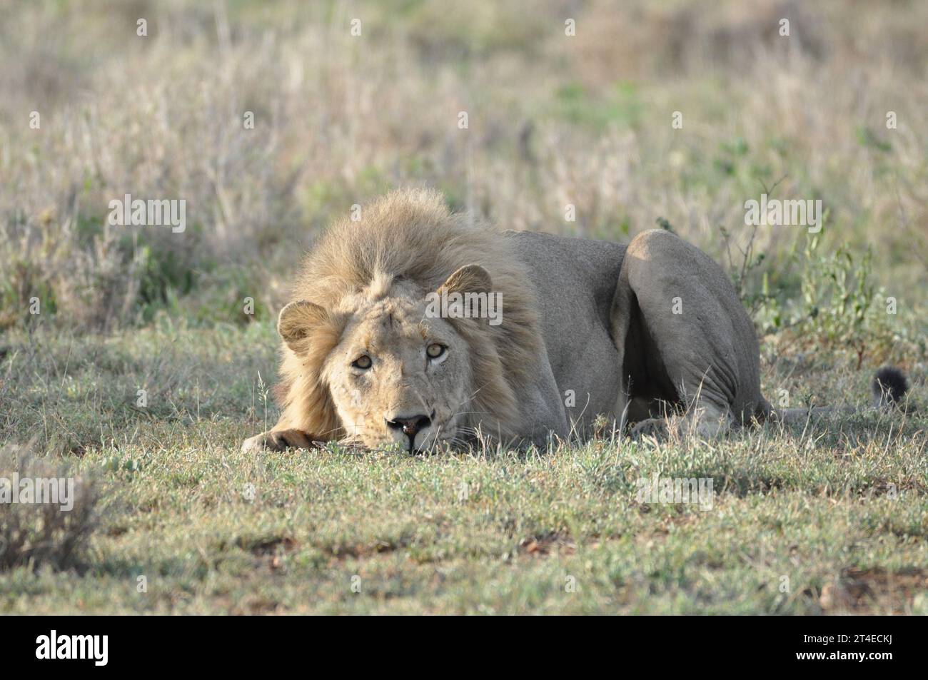 Short mane hi-res stock photography and images - Alamy