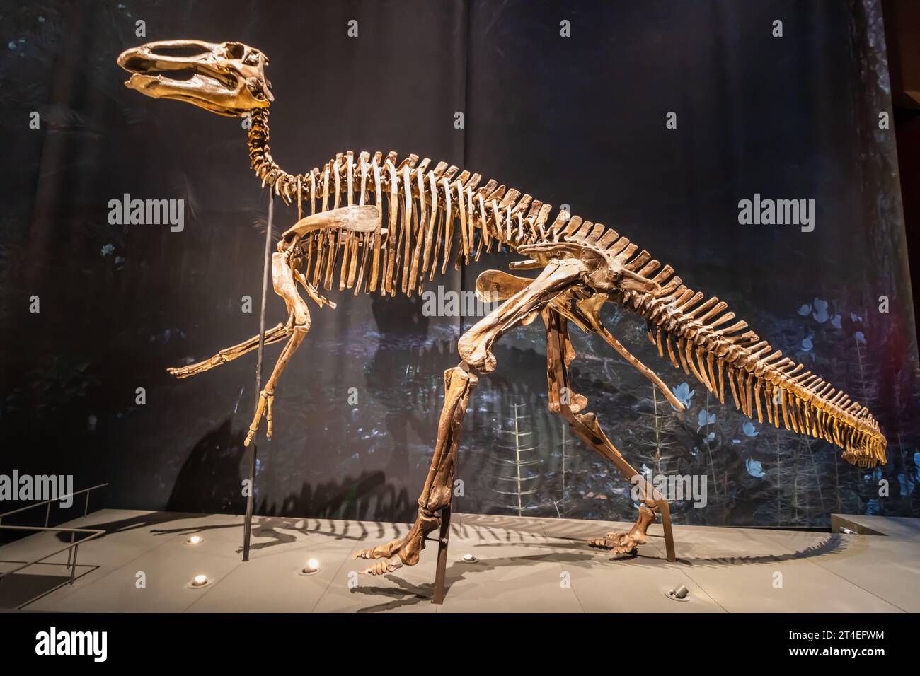 A full skelet from a dinosaur in museum. High quality photo Stock Photo ...