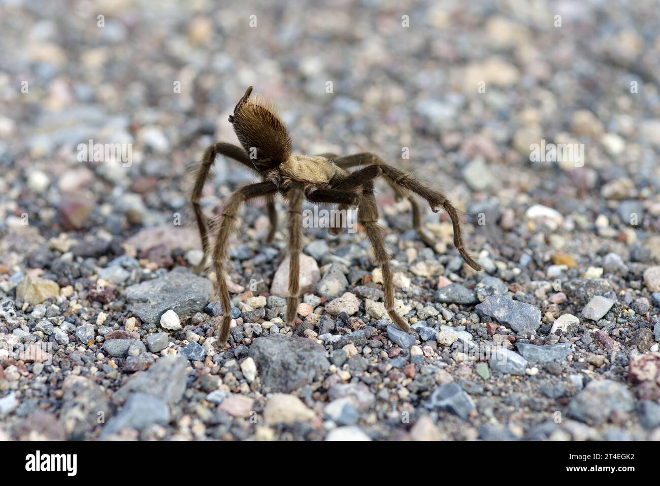 Desert Tarantula, Aphonopelma chalcodes. Photo taken in Death Valley ...