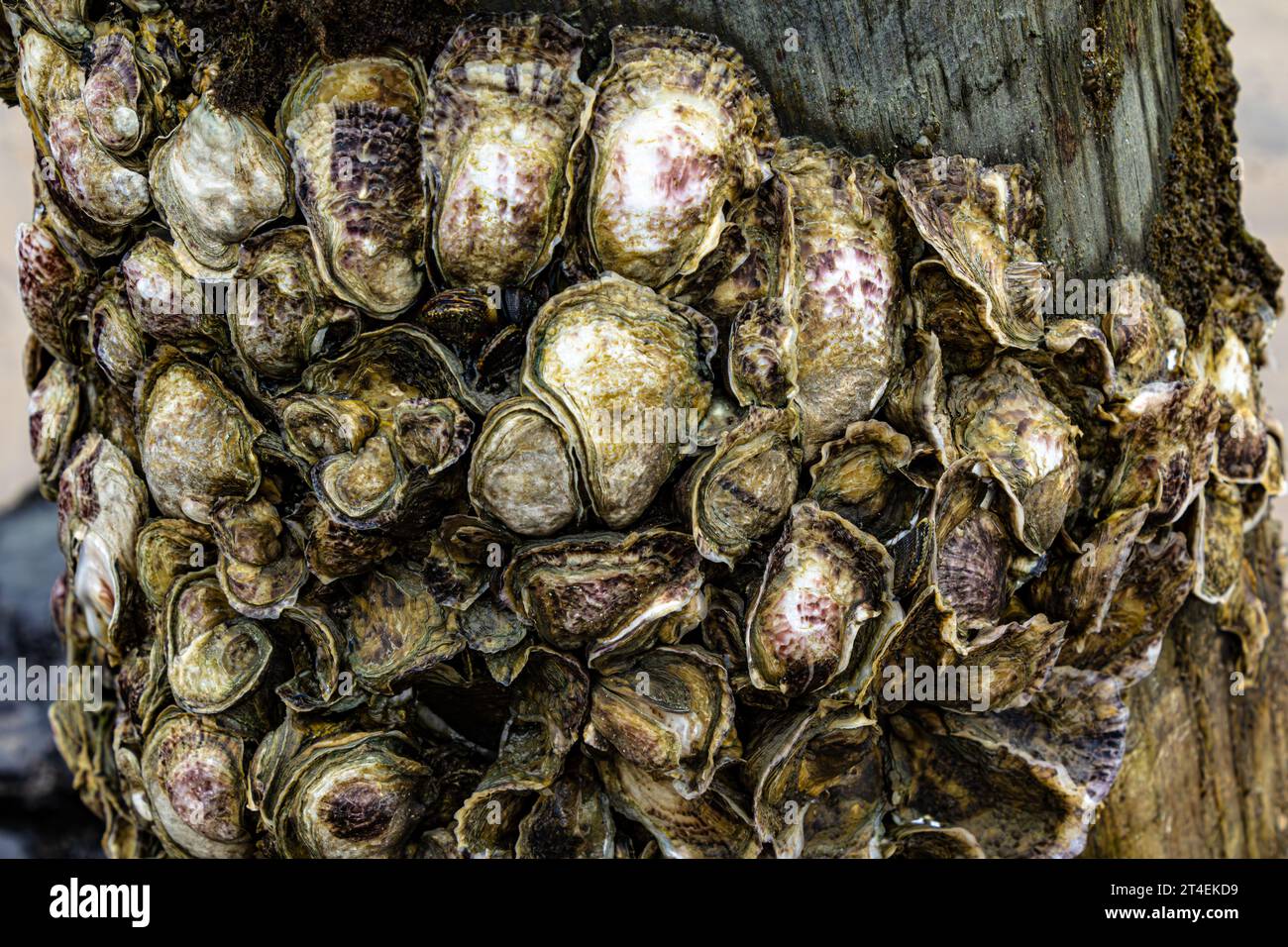 Barnacles beach hi-res stock photography and images - Alamy