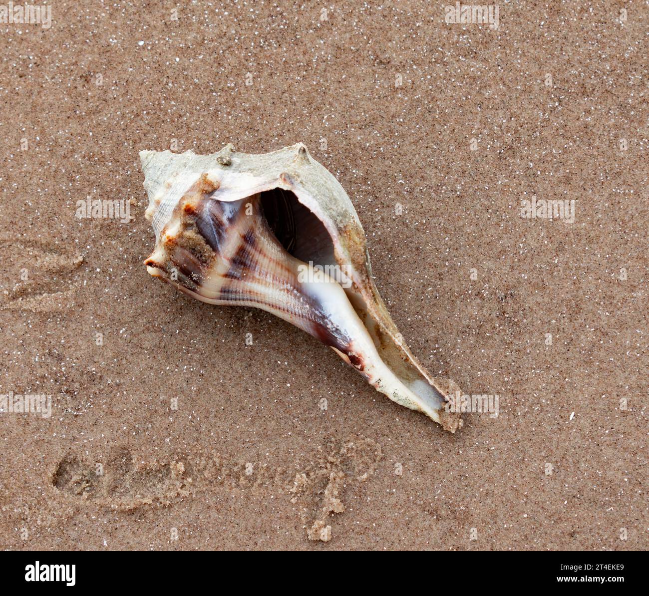 Conch shell on beach Stock Photo - Alamy