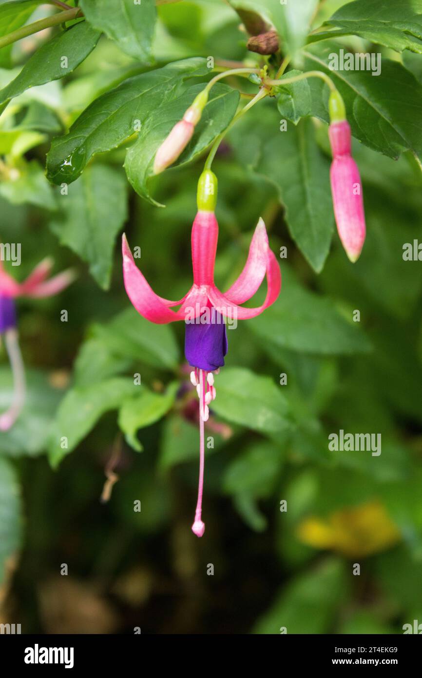 Fuscia hi-res stock photography and images - Alamy