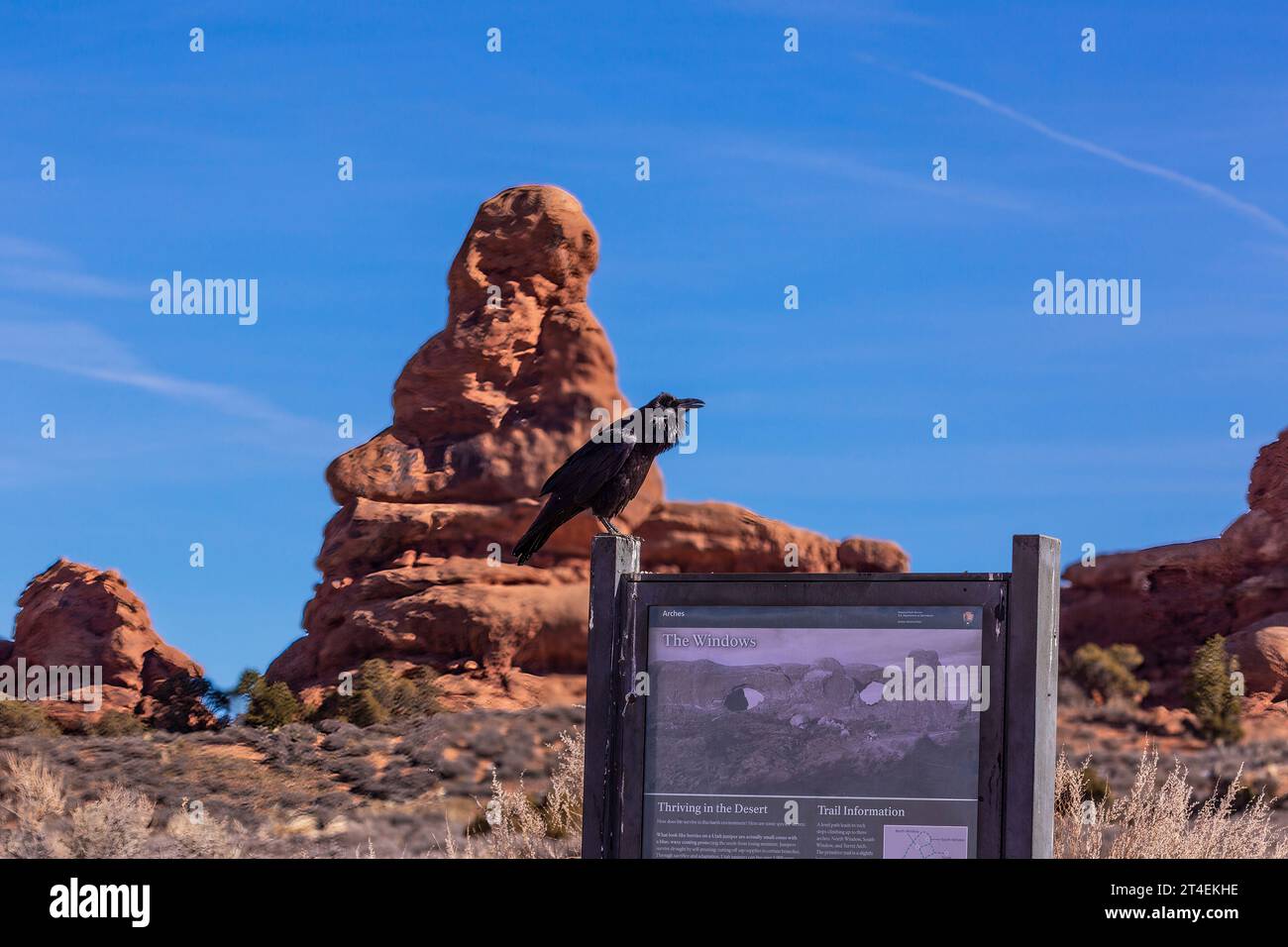 Crow picture flying hi-res stock photography and images - Alamy