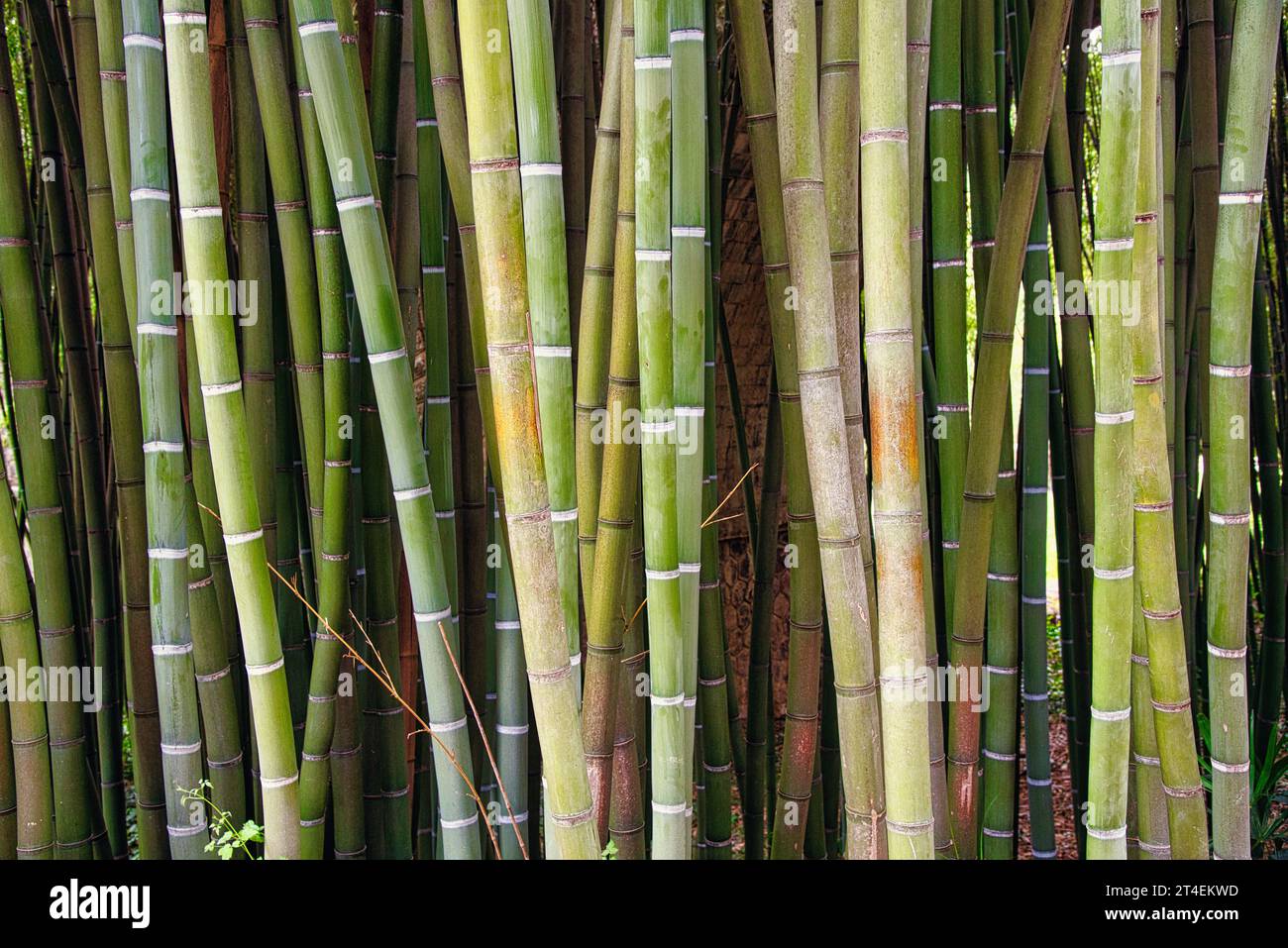 Gros plan de tiges de bambous hi-res stock photography and images - Alamy