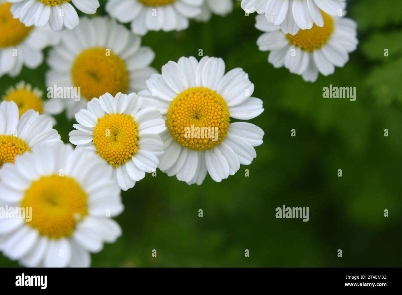 In summer, Tanacetum parthenium blooms in nature Stock Photo - Alamy