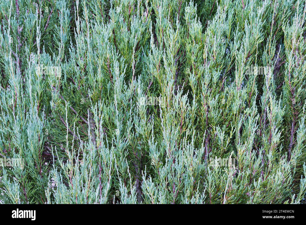 Juniper hedge texture close up. Juniperus Blue Arrow Stock Photo - Alamy